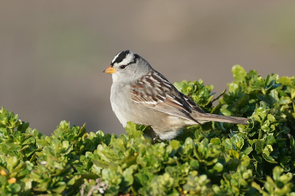 eBird Checklist - 25 Apr 2023 - Rodeo Lagoon - 58 species (+4 other taxa)