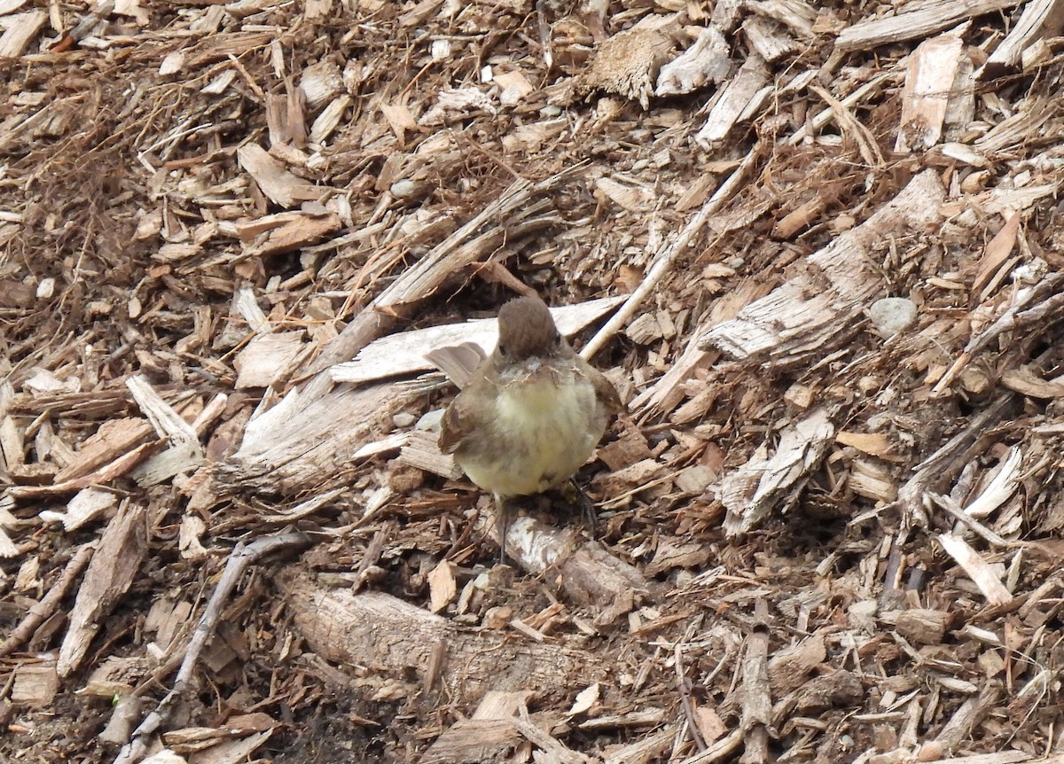 Mass Audubon eBird Checklist - 25 Apr 2023 - Saint Joseph's Cemetery ...