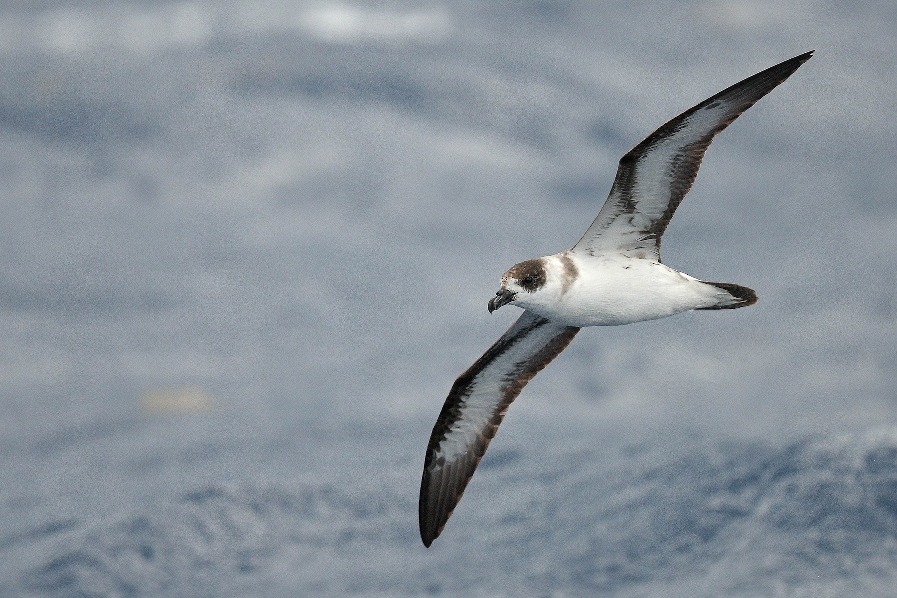 Black-capped Petrel (Dark-faced) - eBird
