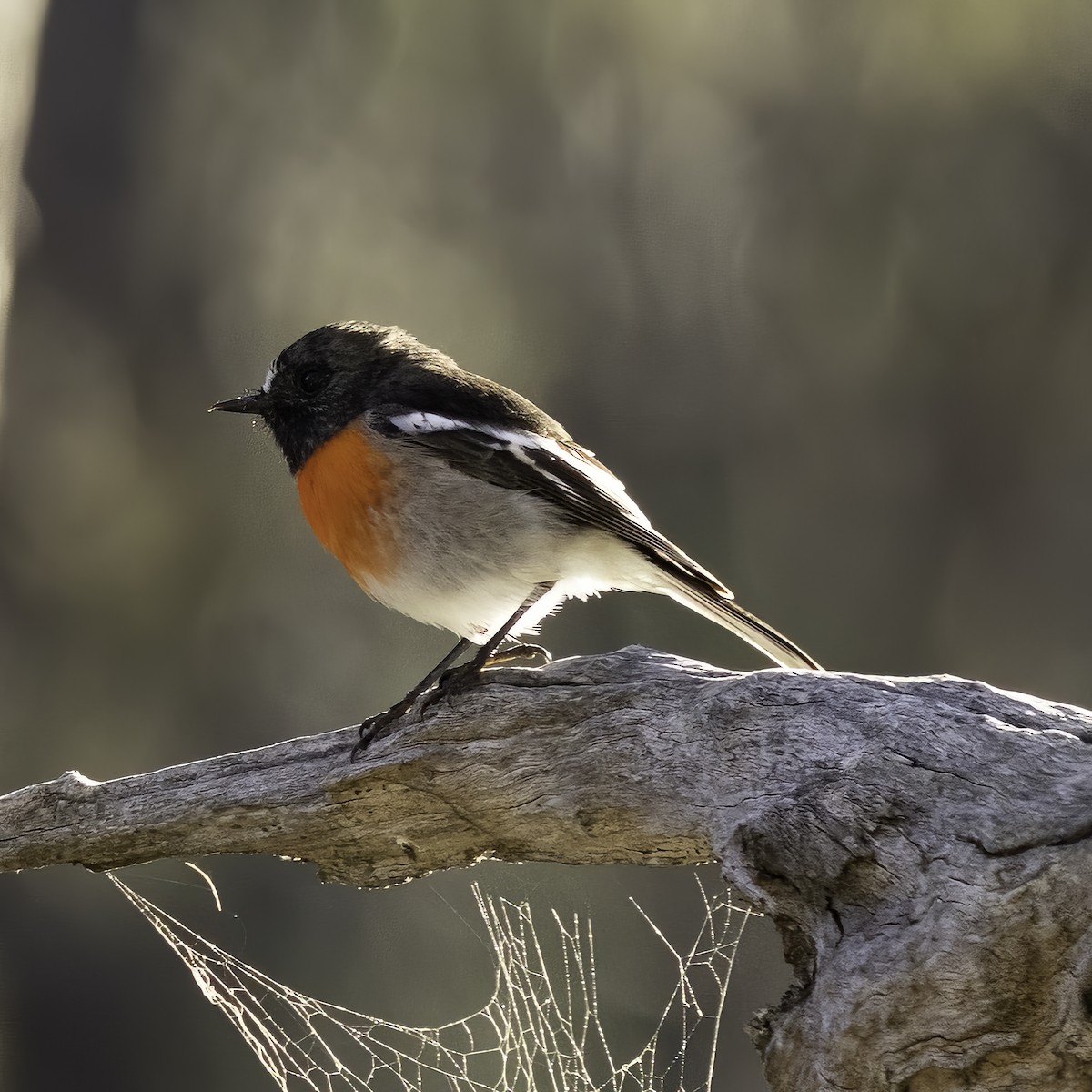 eBird Australia Checklist - 26 Apr 2023 - Mulligans Flat Nature Reserve ...