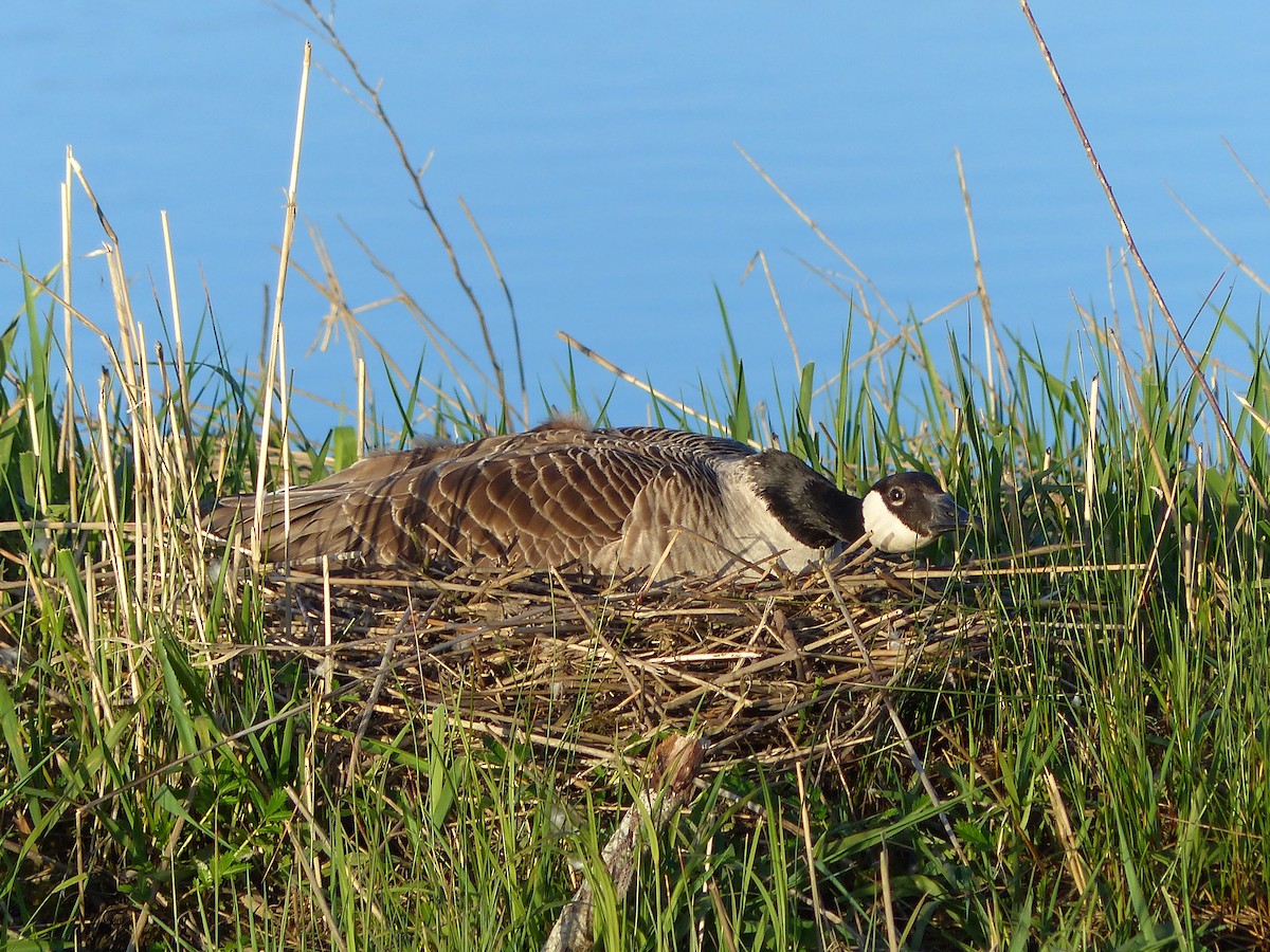 eBird Checklist - 24 Apr 2023 - Serpentine Fen - 29 species (+1 other taxa)