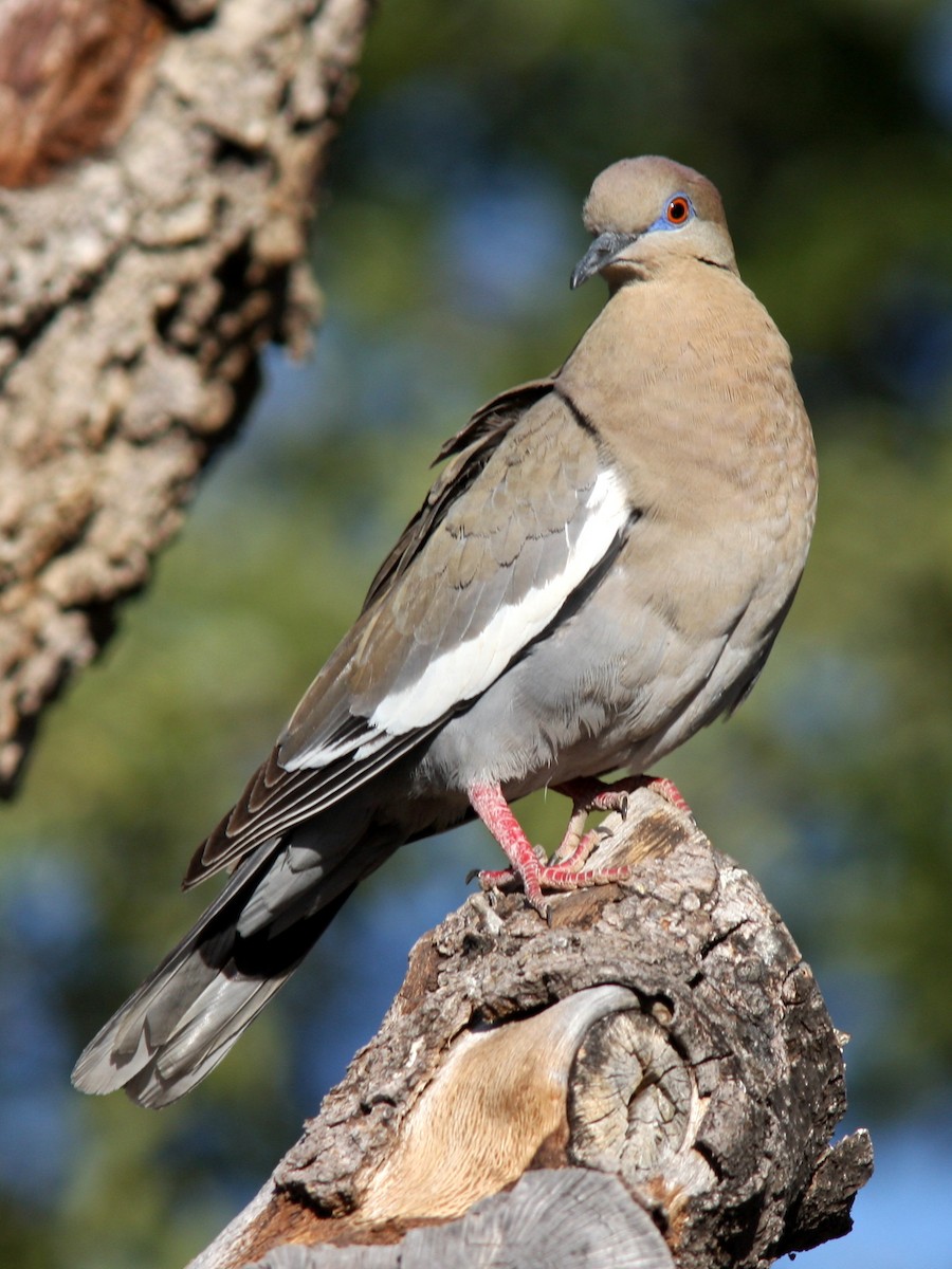 eBird Checklist - 13 May 2014 - Battiste's Bird Garden - 26 species