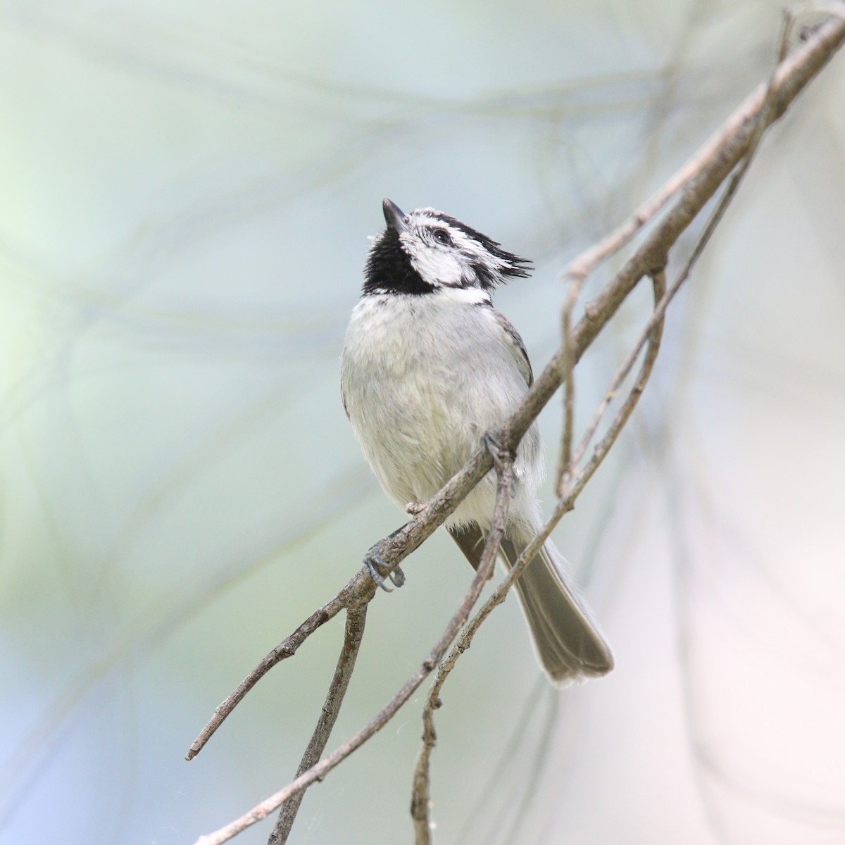 eBird Checklist - 25 Apr 2023 - Patagonia Lake SP--Birding Trail - 43 ...