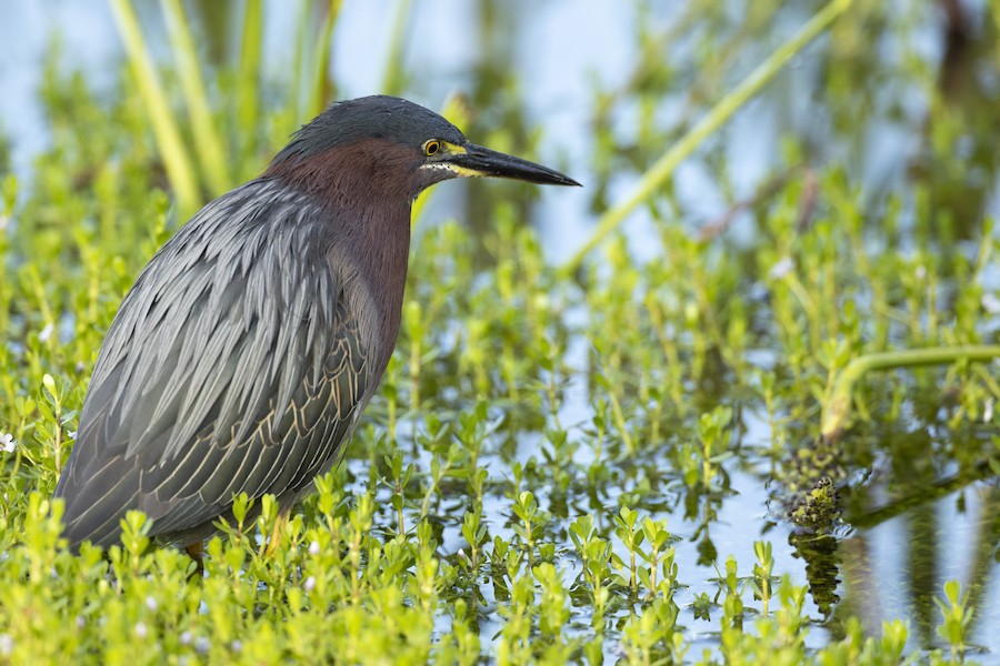 Garza Verde (virescens/bahamensis) - eBird