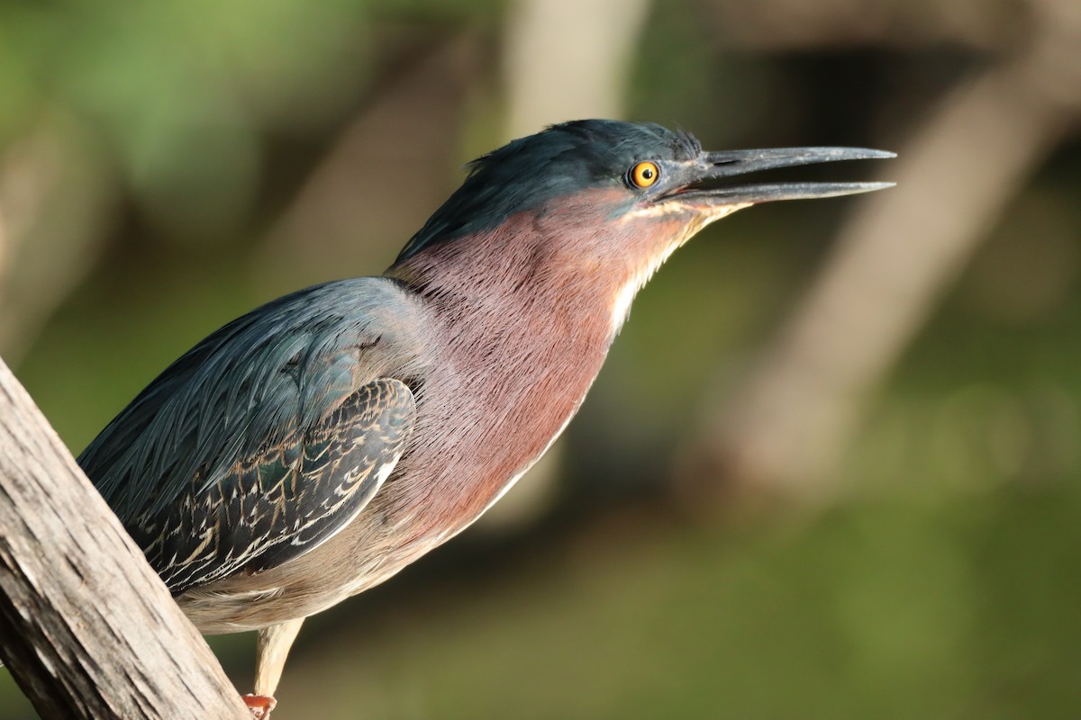 North Carolina Bird Atlas Checklist - 25 Apr 2023 - Beaver Lake Bird ...