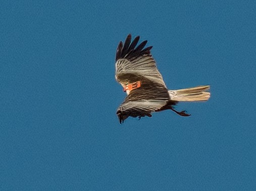 eBird Checklist - 17 Apr 2023 - Cranberry Rough and Poor's Piece - 32 ...