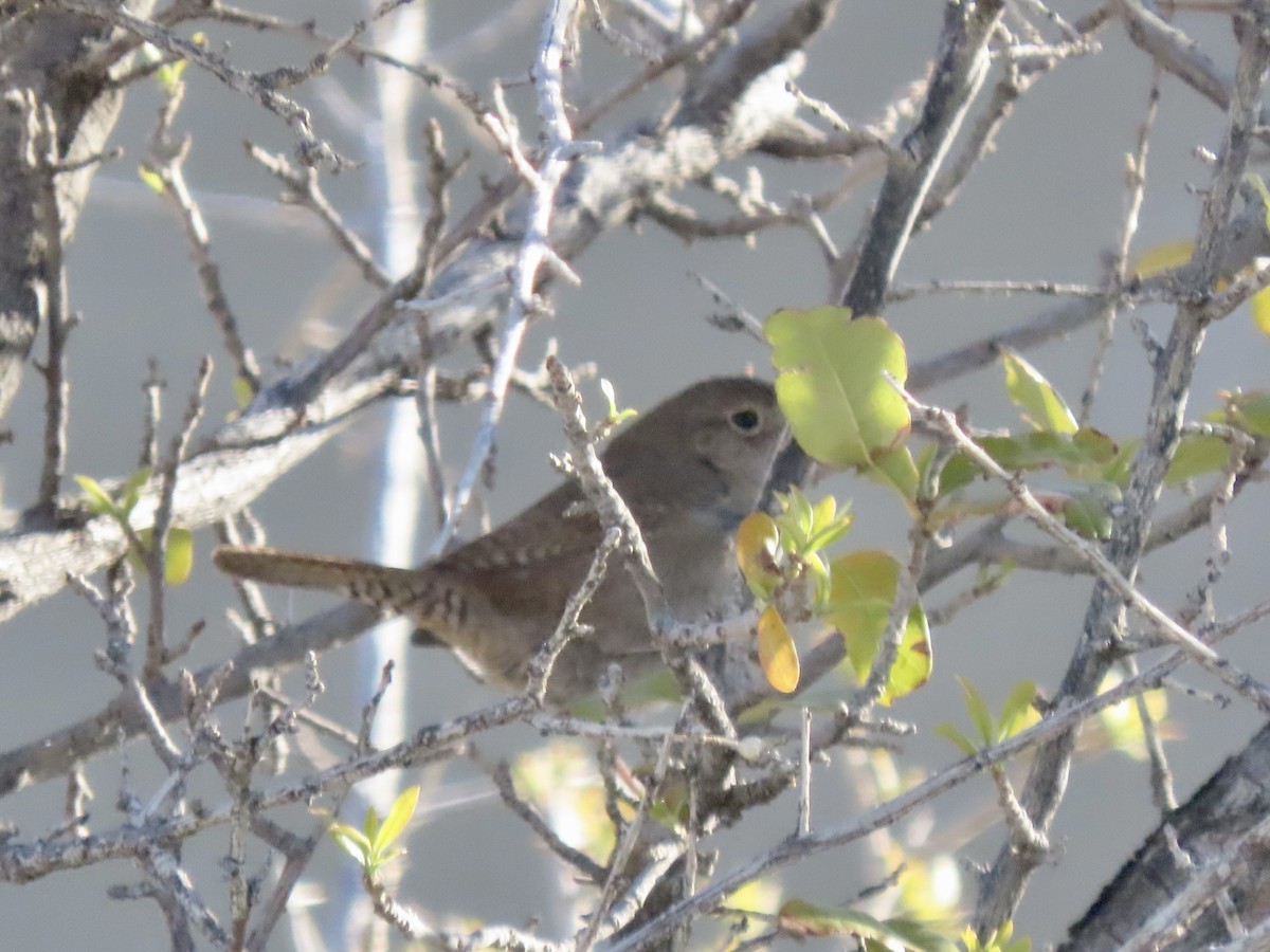 eBird Checklist - 26 Apr 2023 - Crick Ave. Greenbelt - 23 species