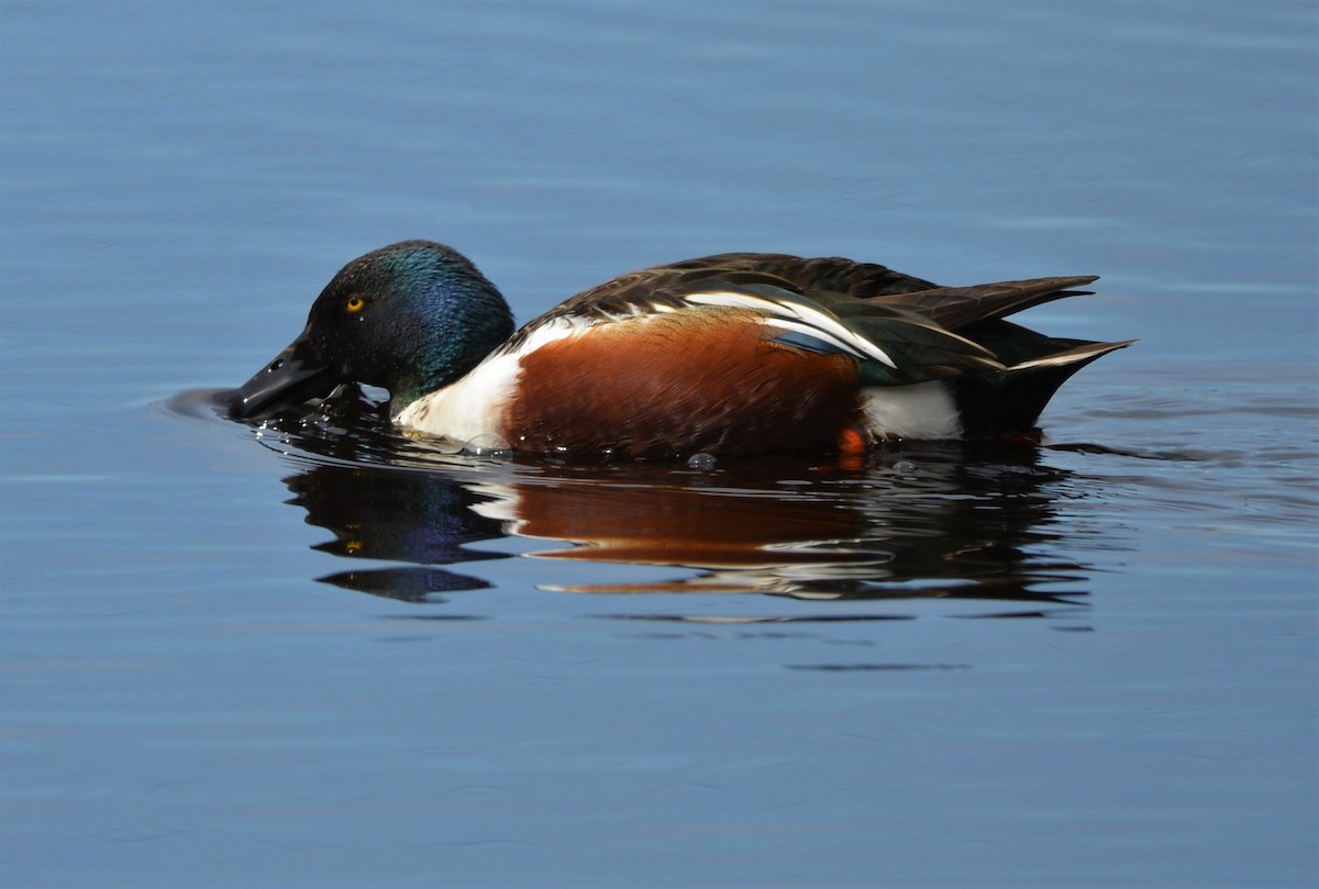 eBird Checklist - 25 Apr 2023 - Serpentine Fen - 33 species