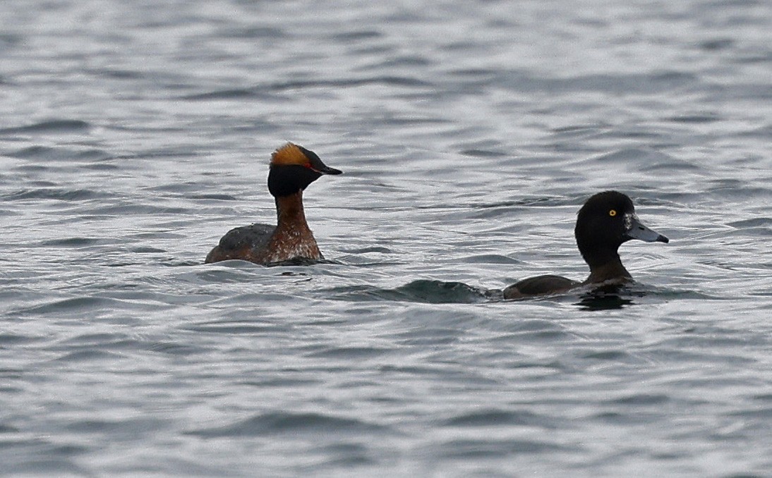 eBird Checklist - 26 Apr 2023 - Cheddar Reservoir - 22 species