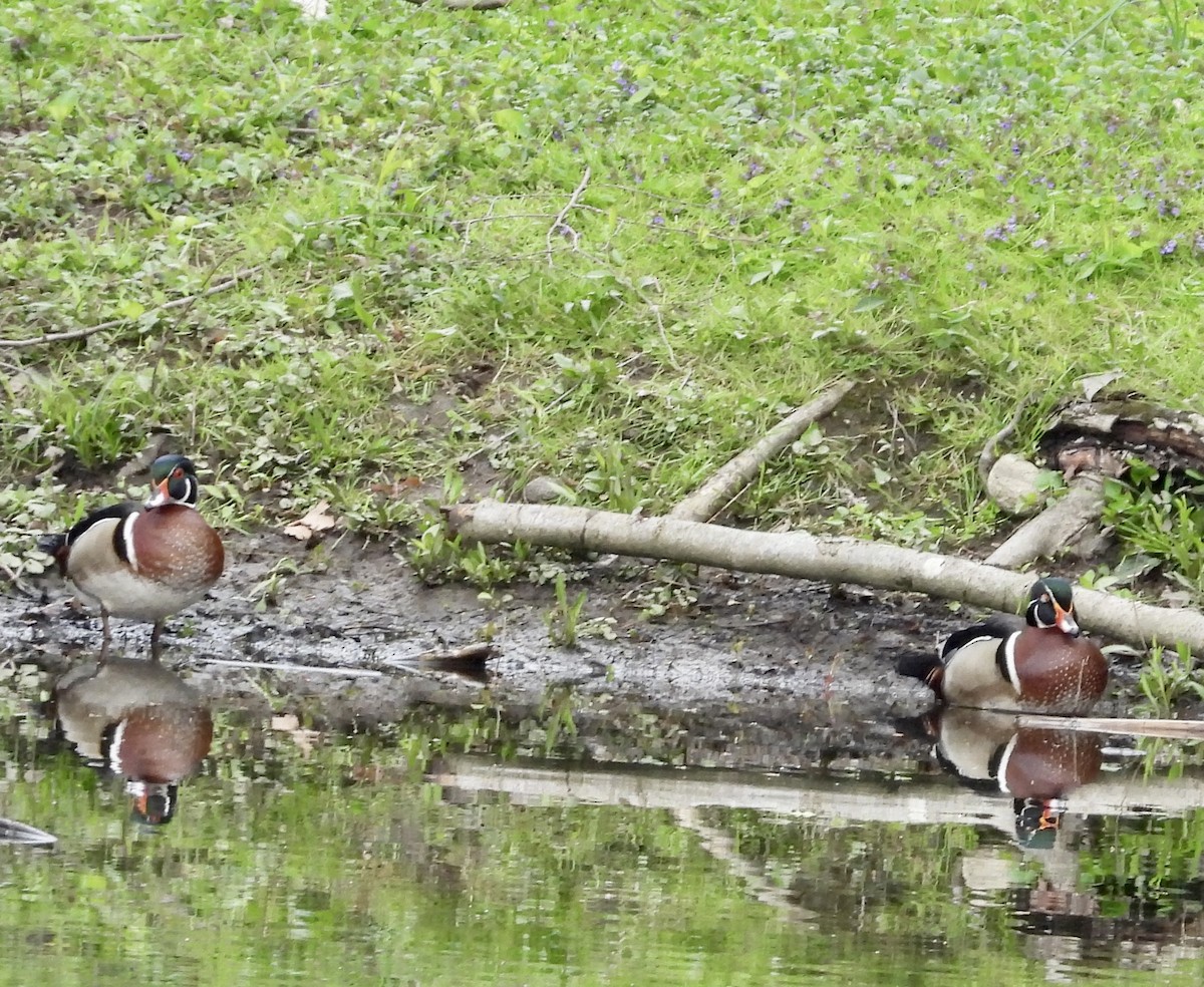 eBird Checklist - 26 Apr 2023 - Halifax Road - 30 species