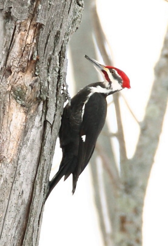 eBird Checklist - 2 Mar 2010 - US-NY-ONT Gorham--Mumby Rd. swamp (3174B ...
