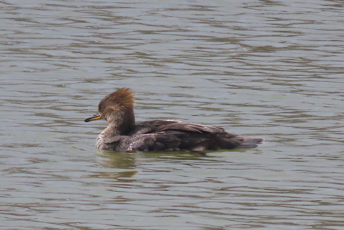 eBird Checklist - 26 Apr 2023 - Waneka Lake/Greenlee Preserve - 55 ...