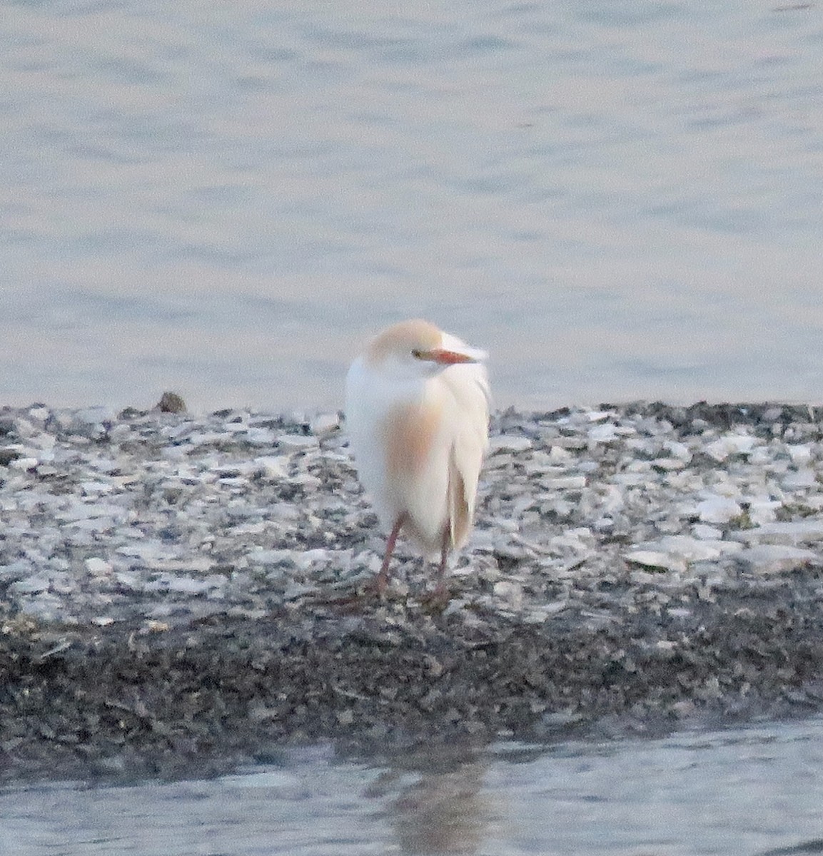 eBird Checklist - 26 Apr 2023 - Gavins Point Dam--tailrace - 15 species