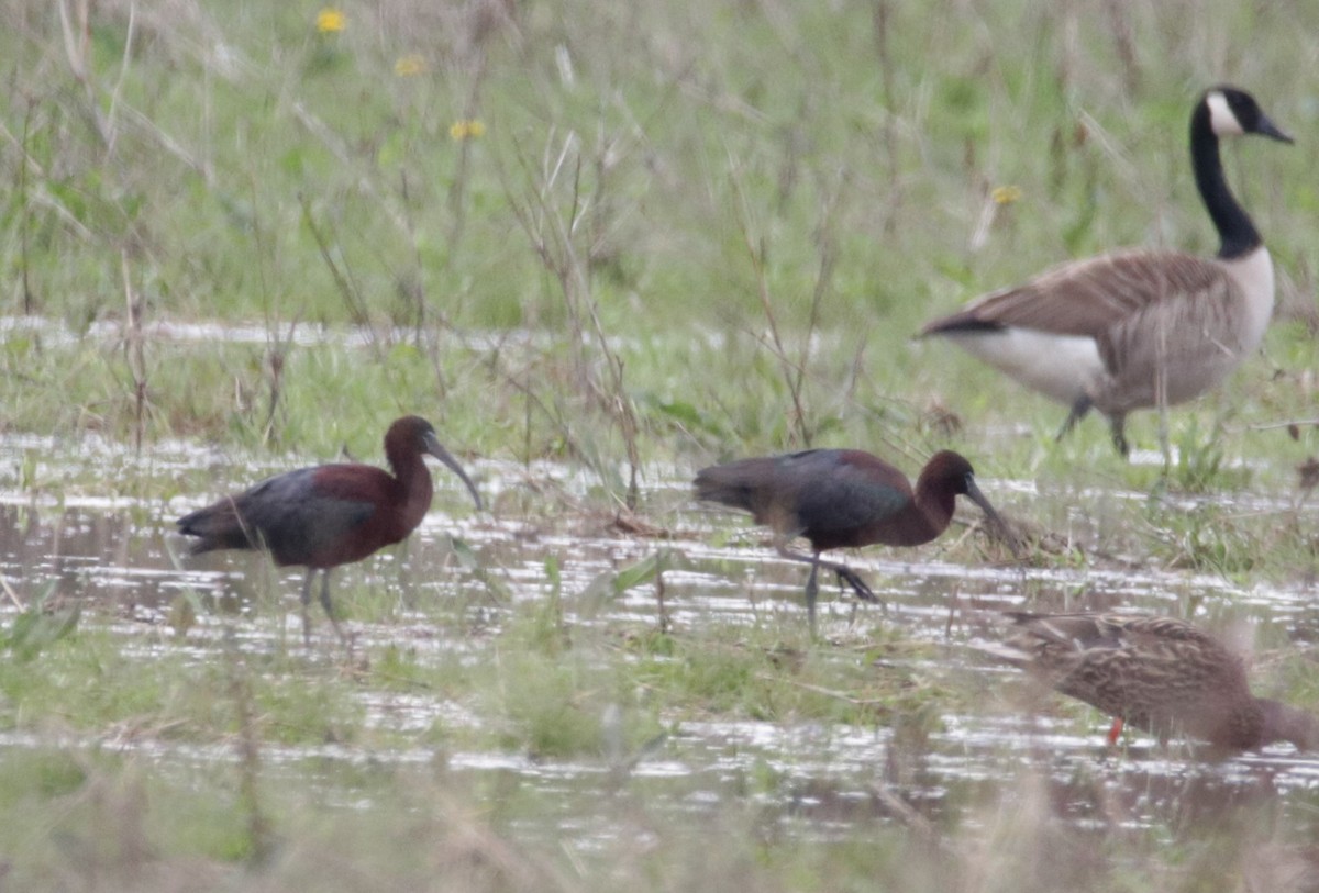 eBird Checklist - 24 Apr 2023 - Staats Island Rd., Schodack - 10 species