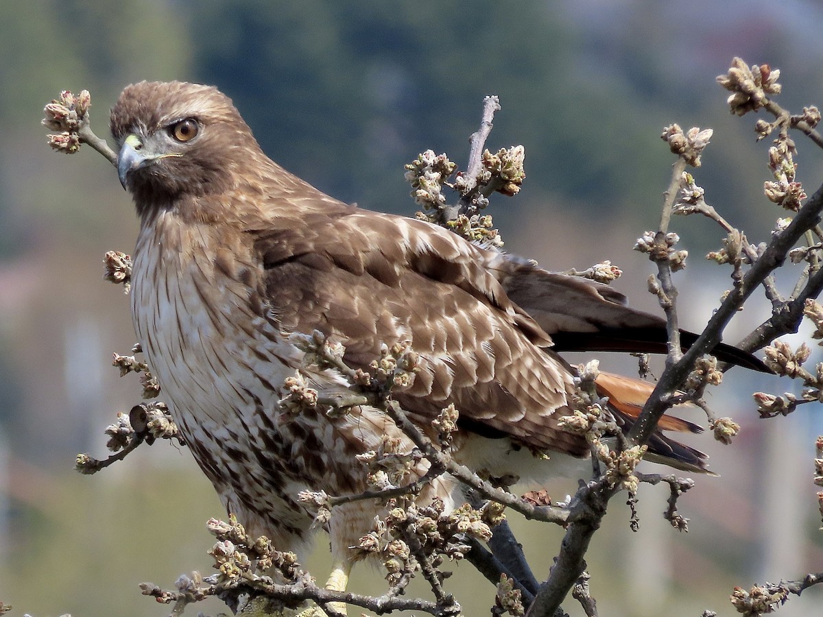 Red-tailed Hawk - Buteo jamaicensis - Media Search - Macaulay Library and eBird