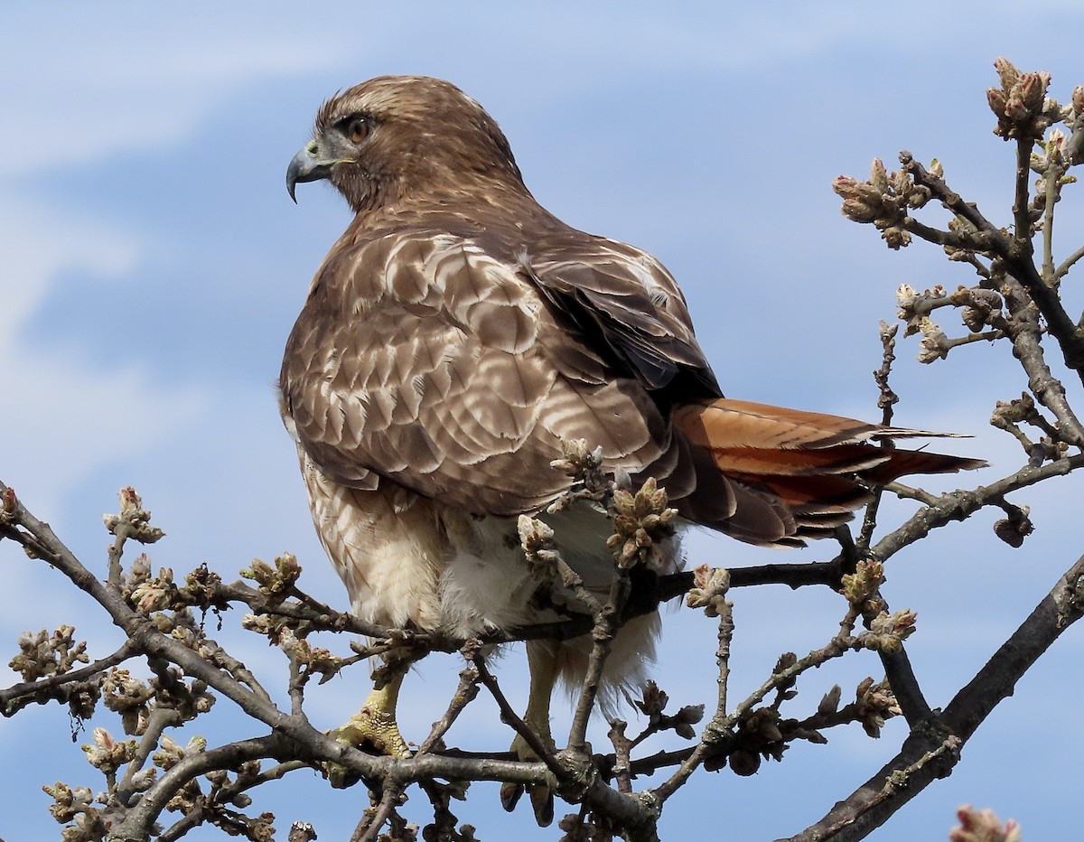 Red-tailed Hawk - Buteo jamaicensis - Media Search - Macaulay Library and eBird