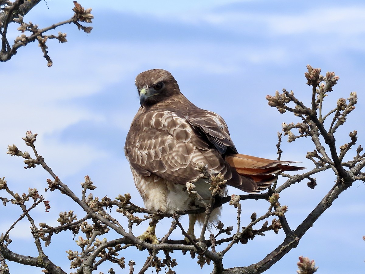 Red-tailed Hawk - Buteo jamaicensis - Media Search - Macaulay Library and eBird