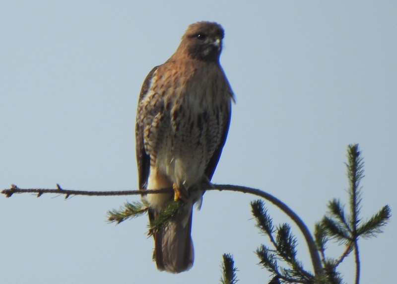 Red-tailed Hawk - Buteo jamaicensis - Media Search - Macaulay Library and eBird