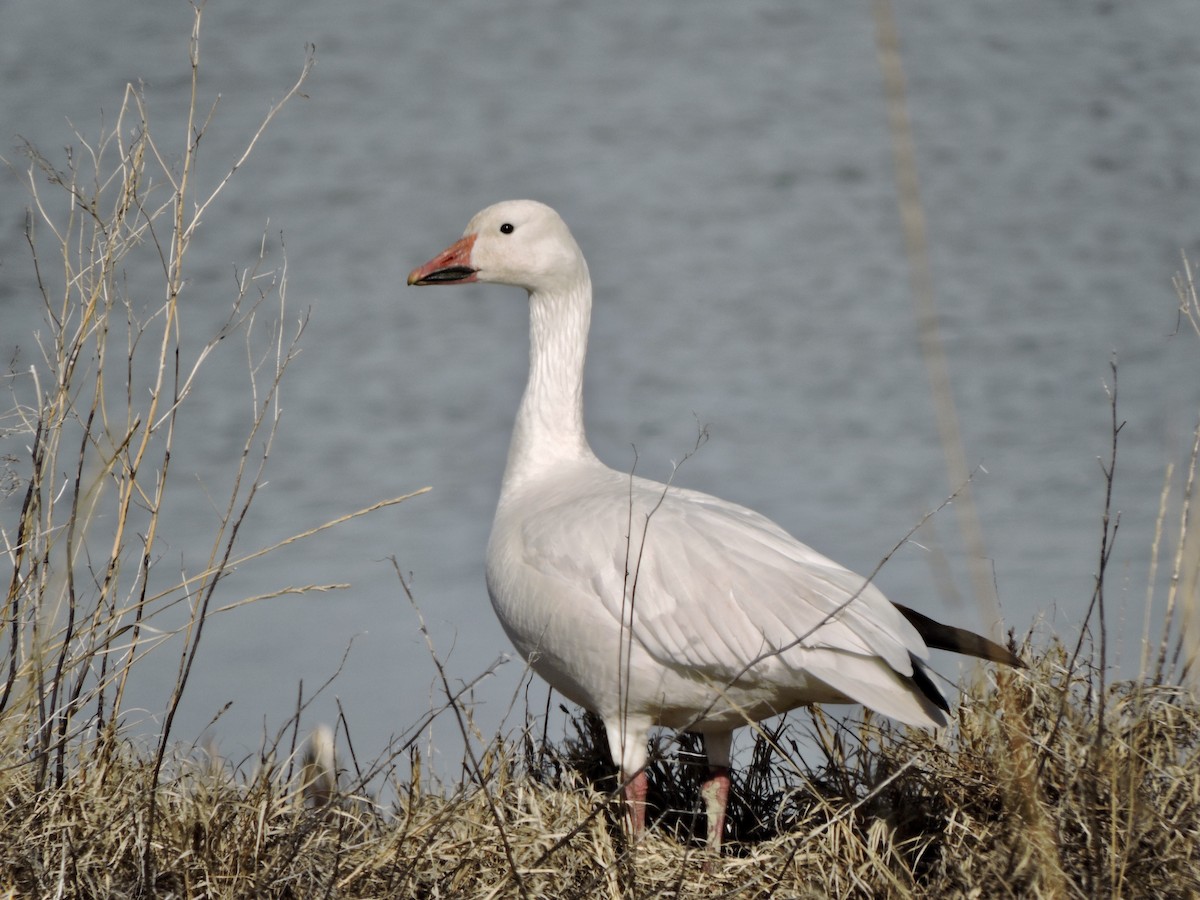 eBird Checklist - 26 Apr 2023 - Freezout Lake WMA - 58 species