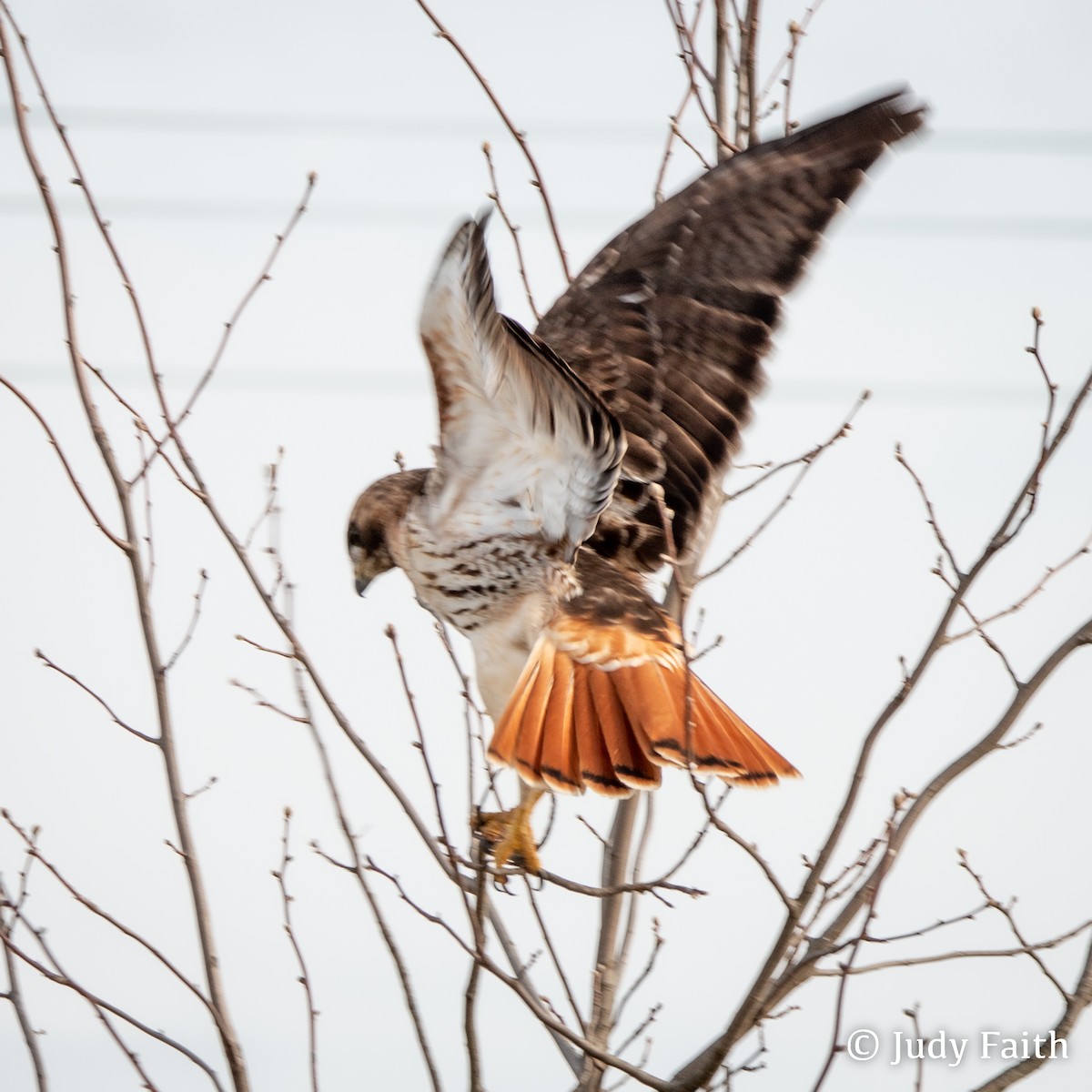 Red-tailed Hawk - Buteo jamaicensis - Media Search - Macaulay Library and eBird