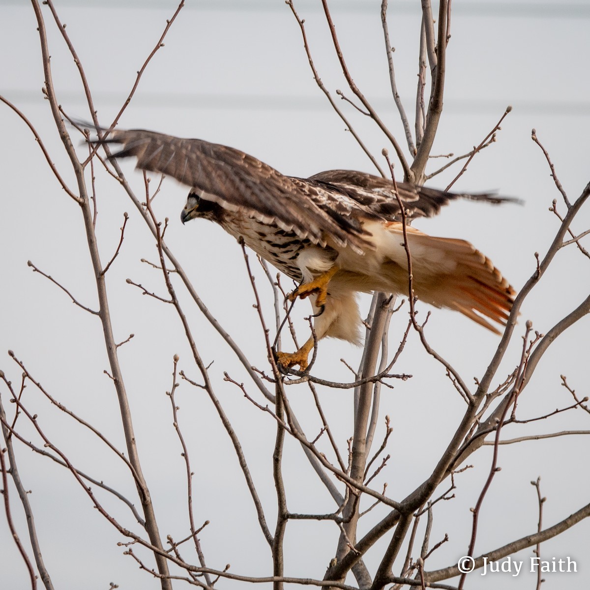 Red-tailed Hawk - Buteo jamaicensis - Media Search - Macaulay Library and eBird