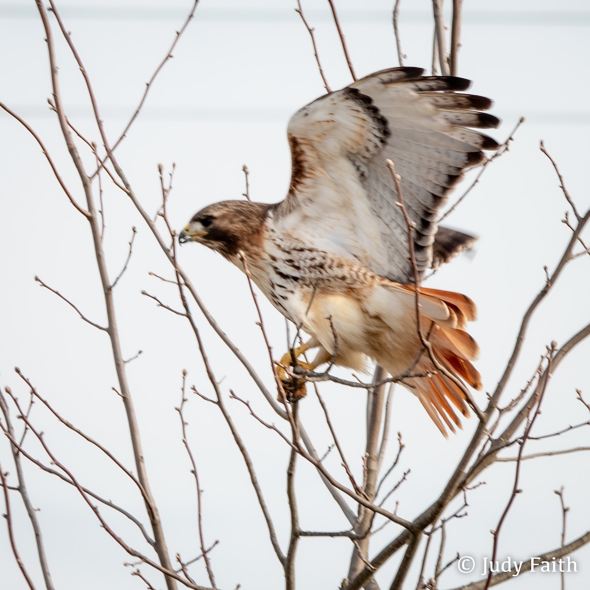 Red-tailed Hawk - Buteo jamaicensis - Media Search - Macaulay Library and eBird
