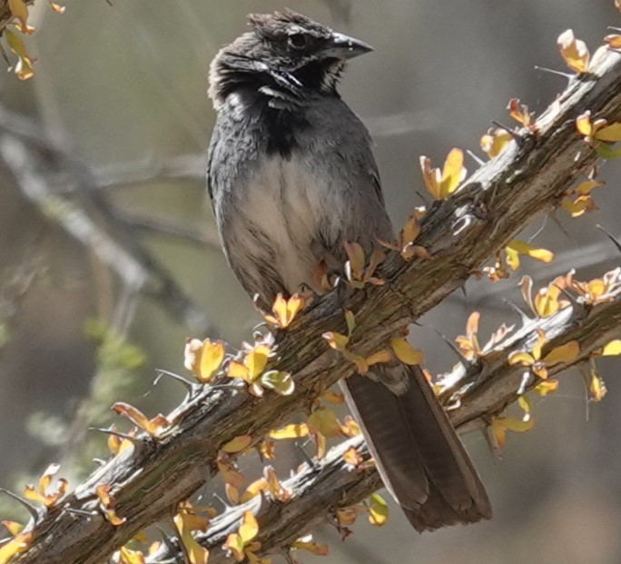 eBird Checklist - 26 Apr 2023 - Box Canyon - 6 species