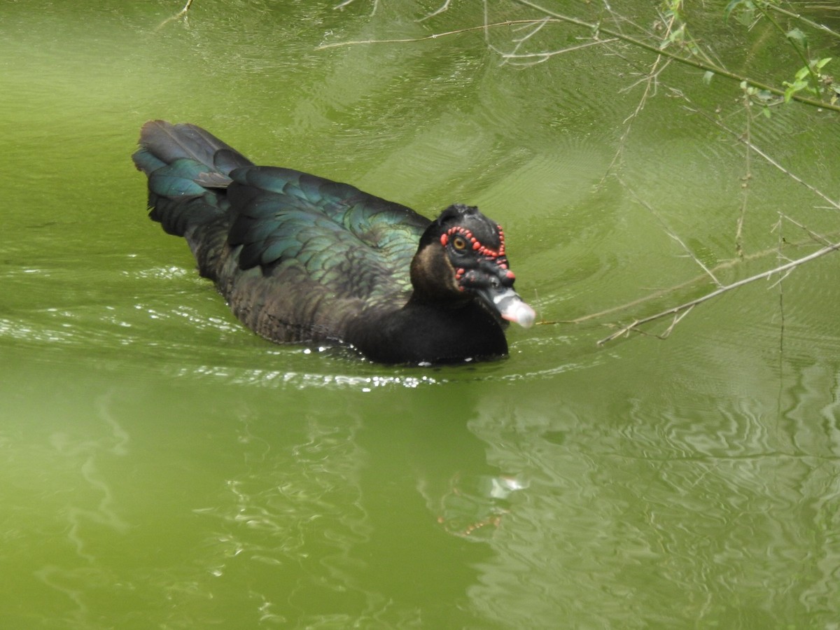 Arkansas eBird Checklist - 26 Apr 2023 - Valley Nature Ctr. (LTC 057 ...