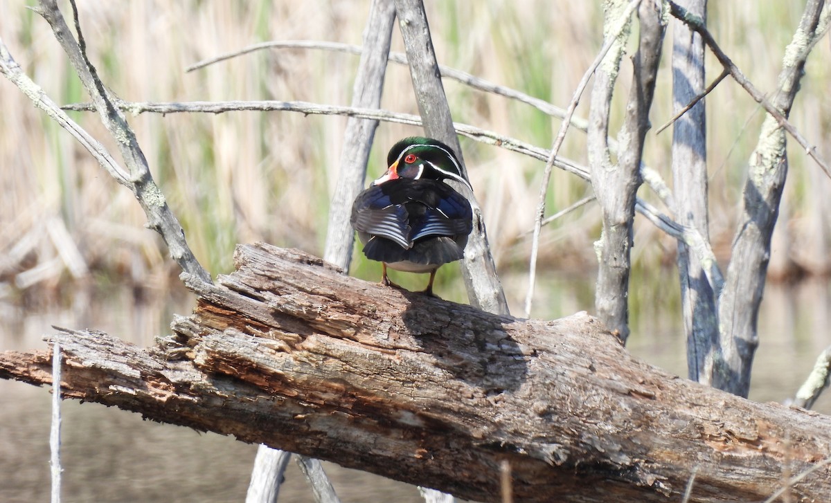 Mass Audubon eBird Checklist - 26 Apr 2023 - Broadmoor Wildlife ...