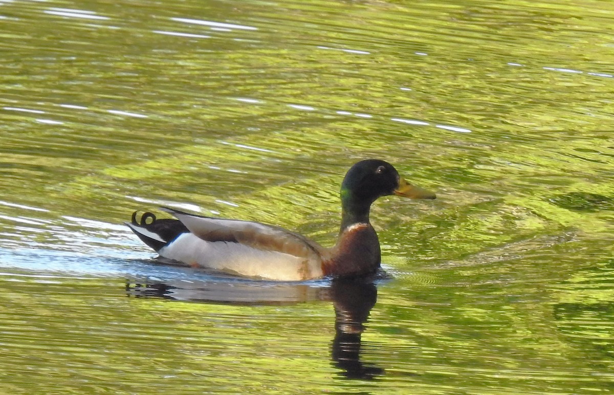 eBird Checklist - 25 Apr 2023 - Home, Kitty Hawk Bay Dr., Colington ...