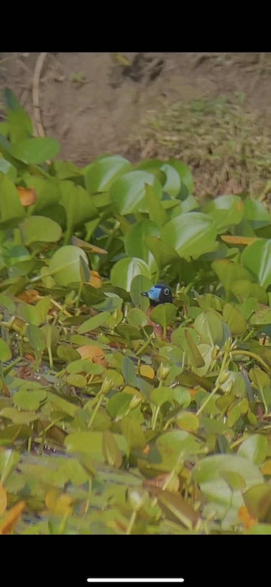 eBird Checklist - 23 Apr 2023 - Vía Remolinos-Pereira, Belén de Umbría ...