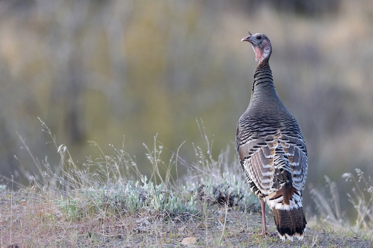 eBird Checklist - 25 Apr 2023 - Alpowa Creek mouth - 39 species