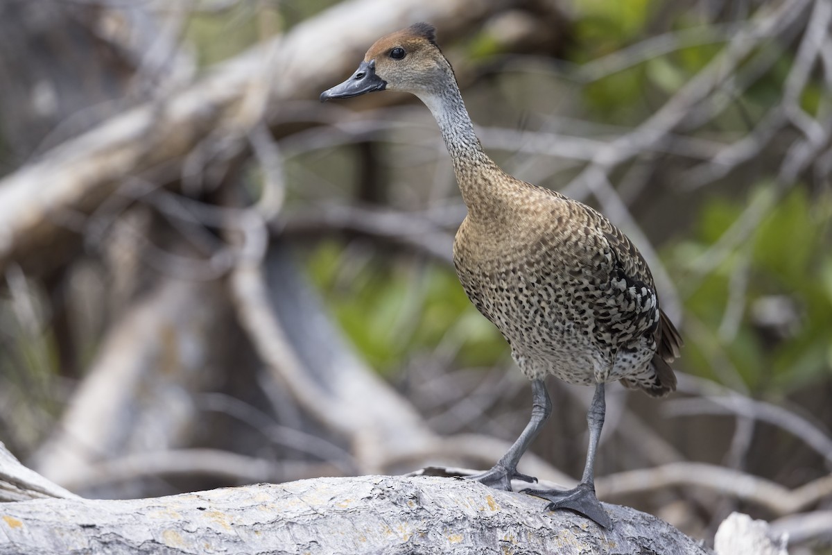 eBird Checklist - 19 Apr 2023 - Los Haitises National Park, Sabana De ...