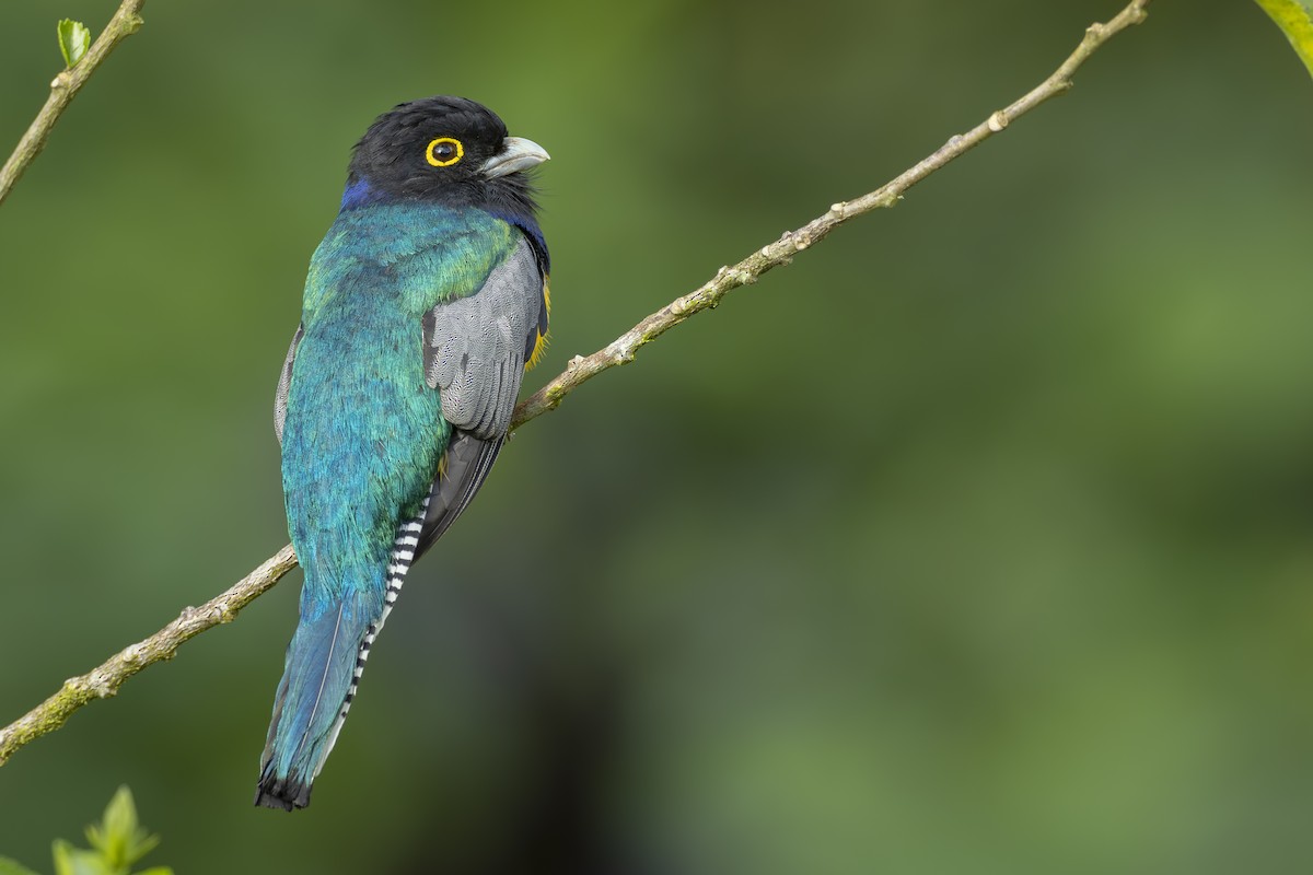 eBird Checklist - 20 Apr 2023 - Arenal Observatory Lodge - 75 species