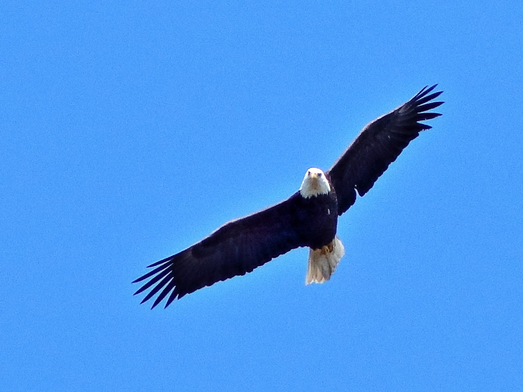 eBird Checklist - 26 Apr 2023 - Quail Run/Diamond Lake, Glastonbury, CT ...