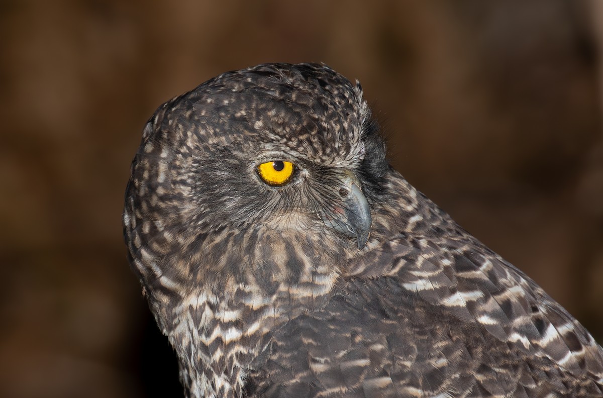 eBird Checklist - 27 Apr 2023 - Namadgi National Park--Bendora Dam ...