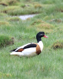 Illustrated Checklist - Lytchett Fields RSPB Reserve--Rock Lea ...