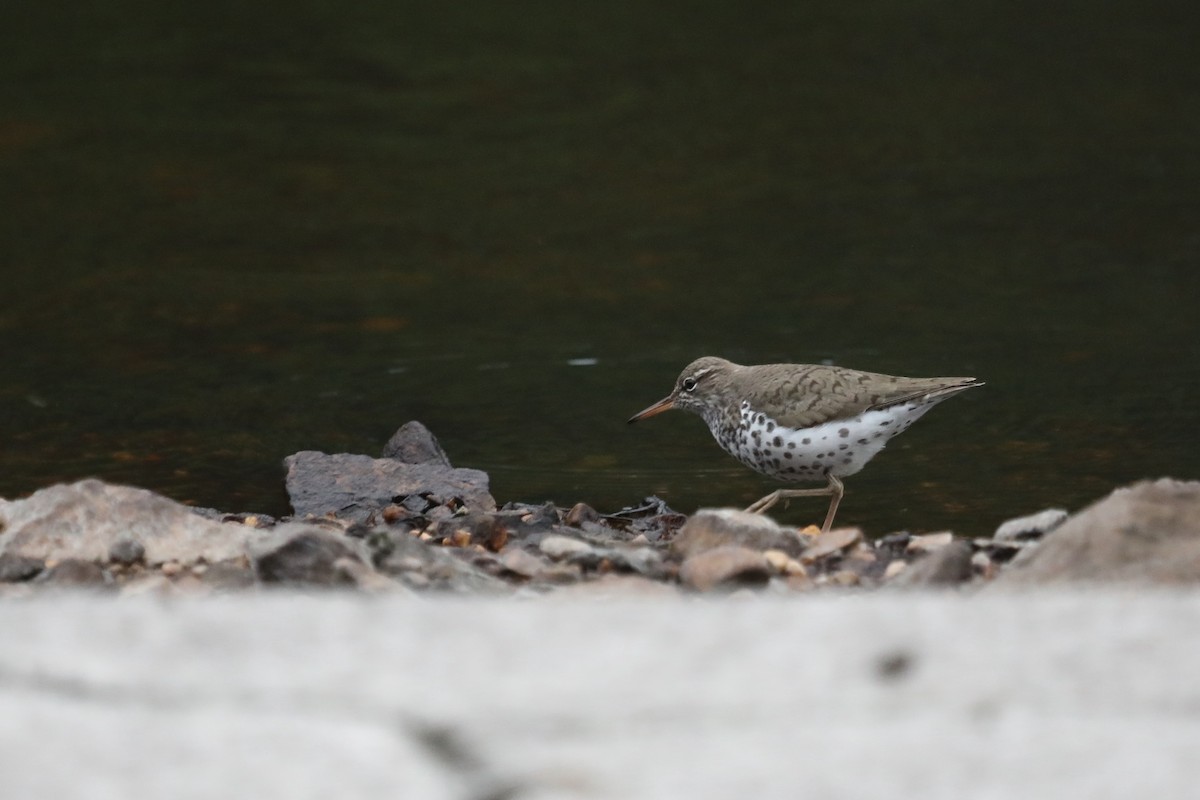 eBird Checklist - 26 Apr 2023 - Bayou Bodcau WMA - 19 species
