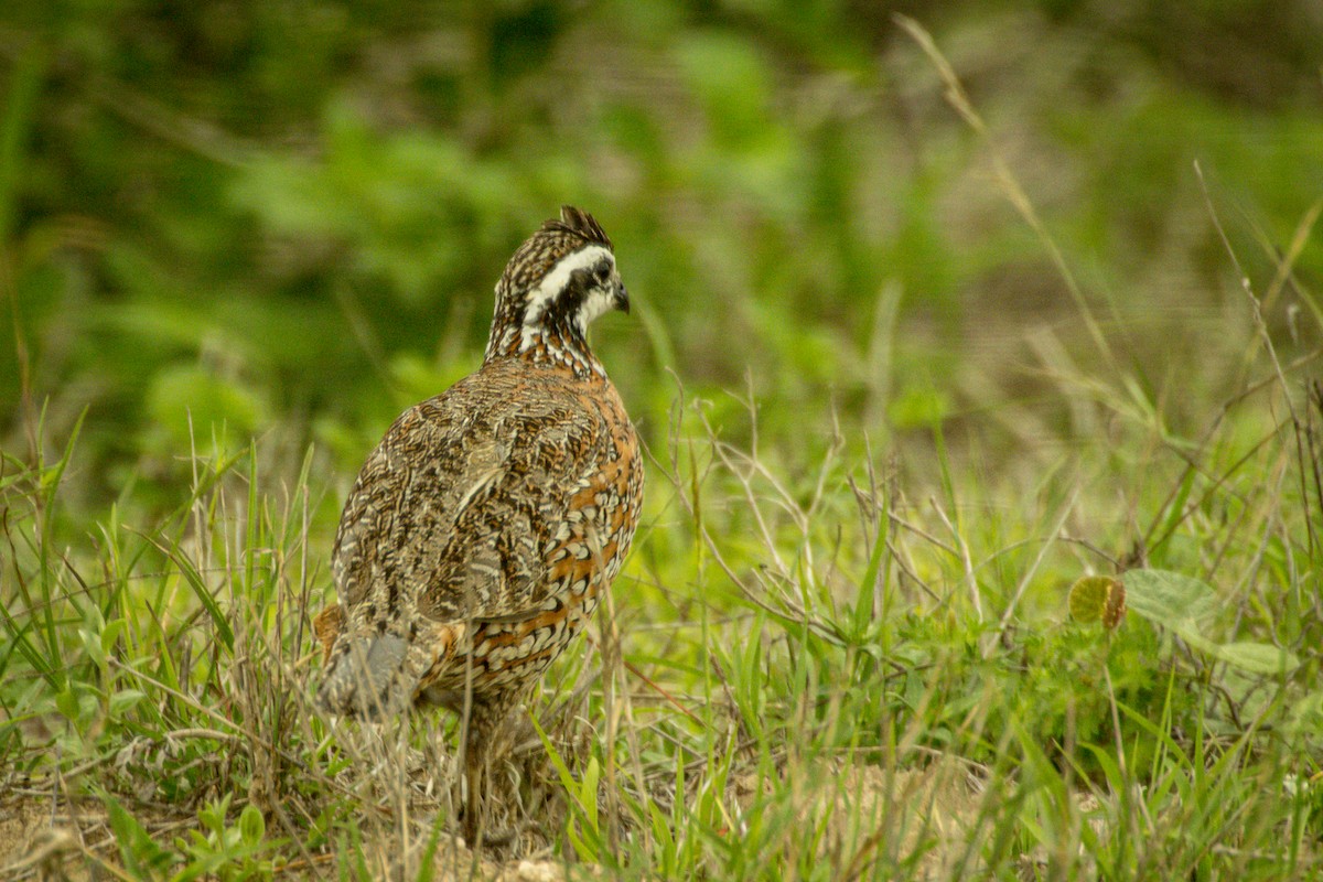 eBird Checklist - 21 Apr 2023 - King Ranch--Norias Division (Kenedy Co ...