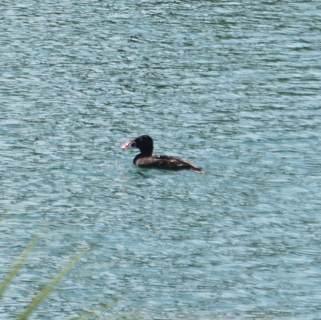 eBird Checklist - 27 Apr 2023 - Zoo Miami (do NOT report captive birds ...