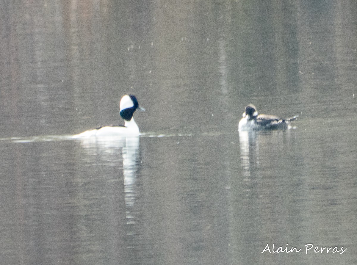 eBird Checklist - 27 Apr 2023 - Lac des Nations - 14 species