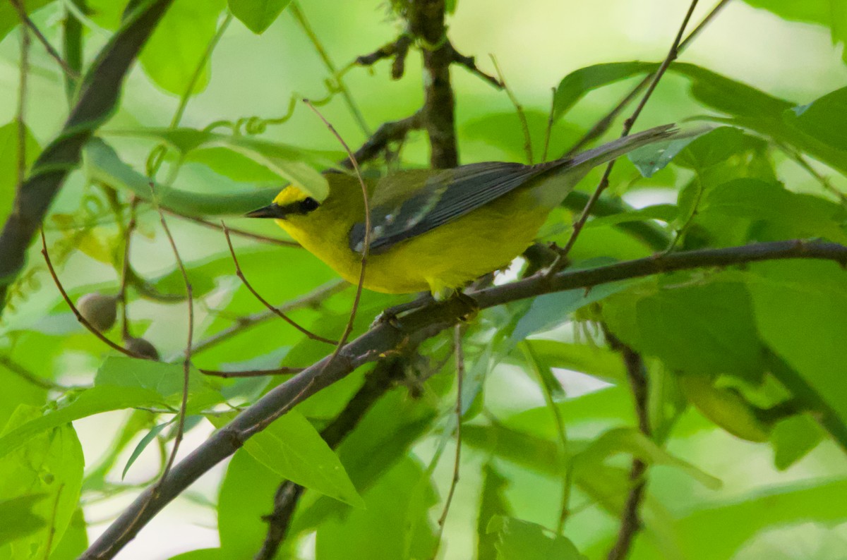 eBird Checklist - 27 Apr 2023 - Nicholas Dawson Park - 10 species
