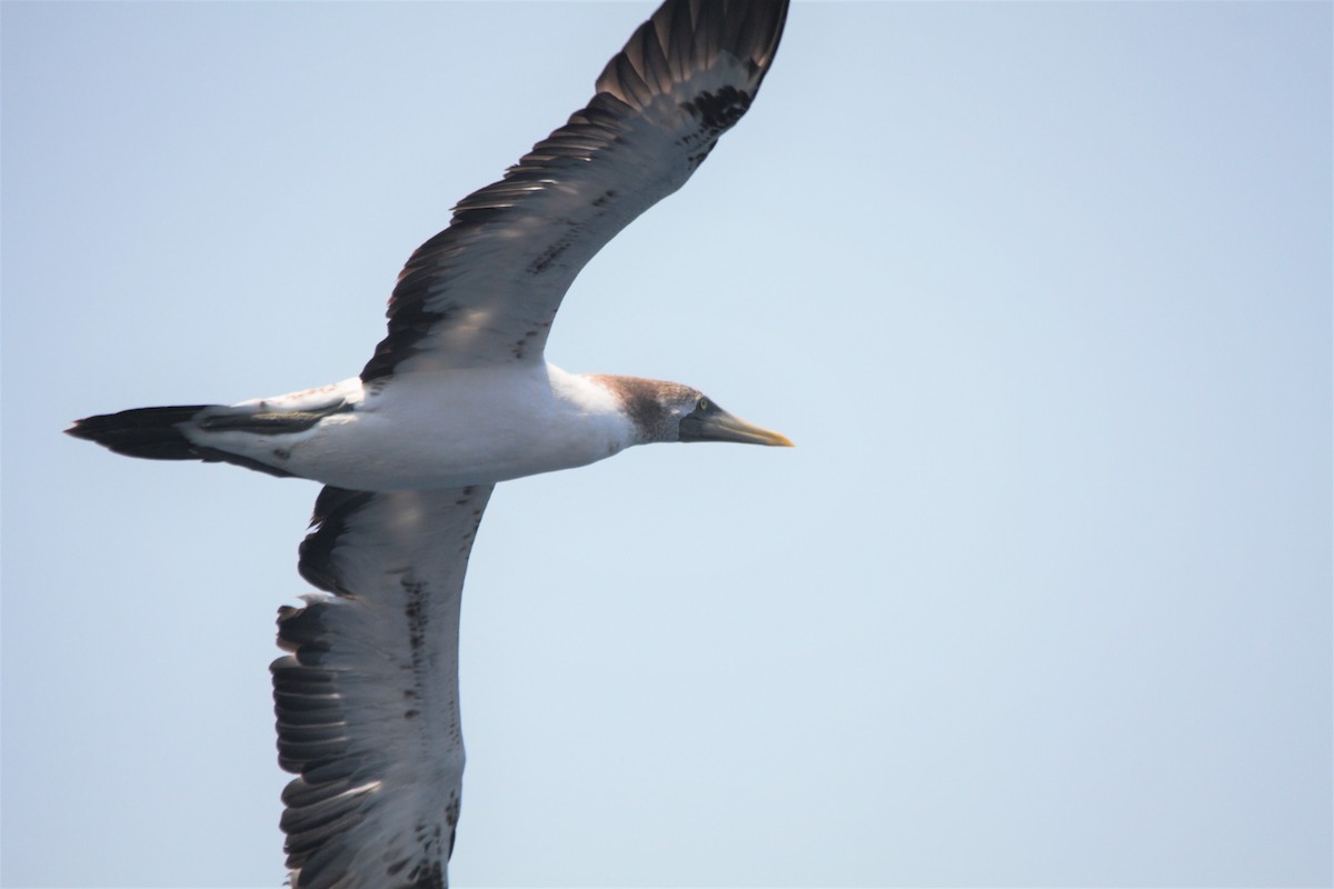 eBird Checklist - 27 Apr 2023 - Offshore 11.46221, -87.95810 - 5 species