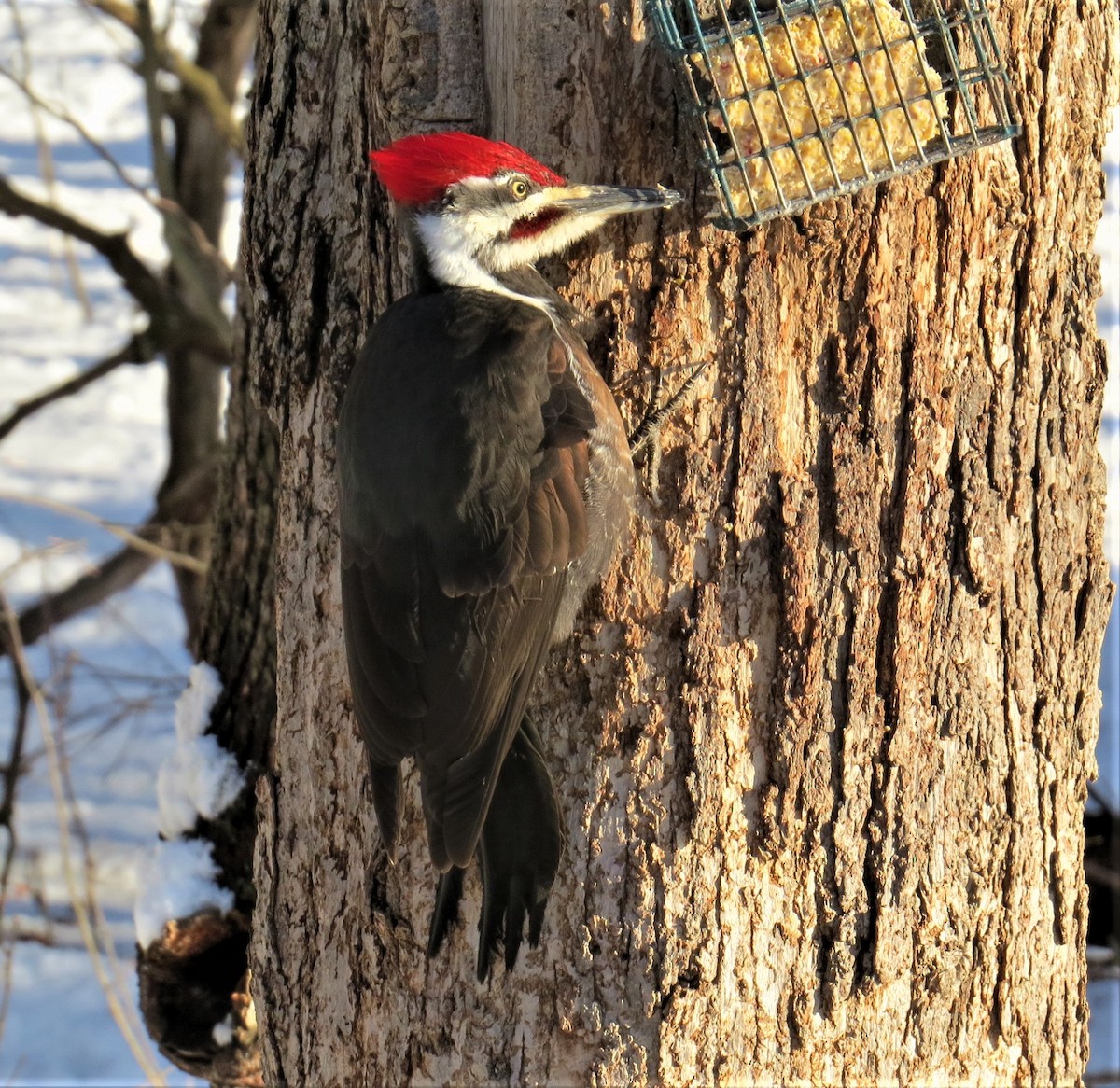 eBird Checklist - 1 Apr 2023 - 0yard - 30 species