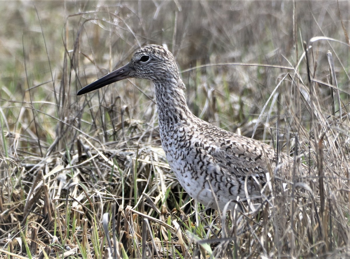 New York Breeding Bird Atlas Checklist - 26 Apr 2023 - Lido Beach ...