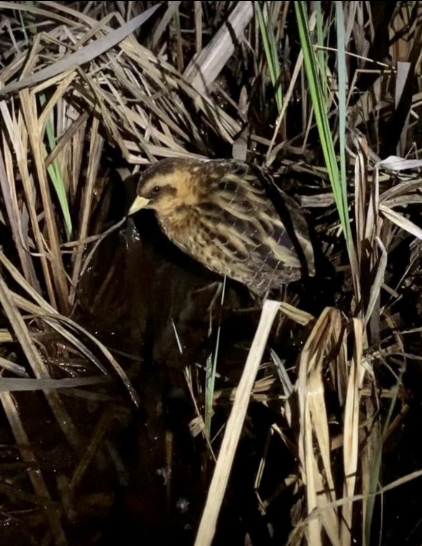 eBird Checklist - 7 Jun 2022 - McGregor Marsh - 1 species