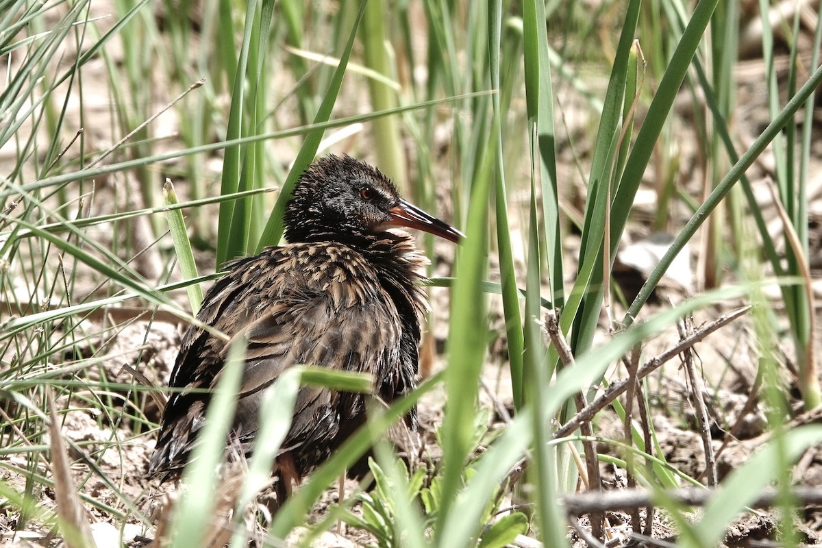 eBird Checklist - 27 Apr 2023 - Sedona Wetlands Preserve - 64 species