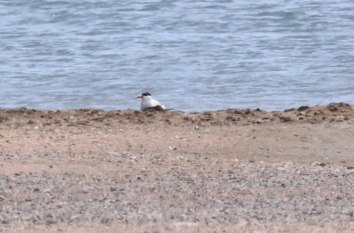 eBird Checklist - 27 Apr 2023 - Marston Reservoir Complex--Marston ...