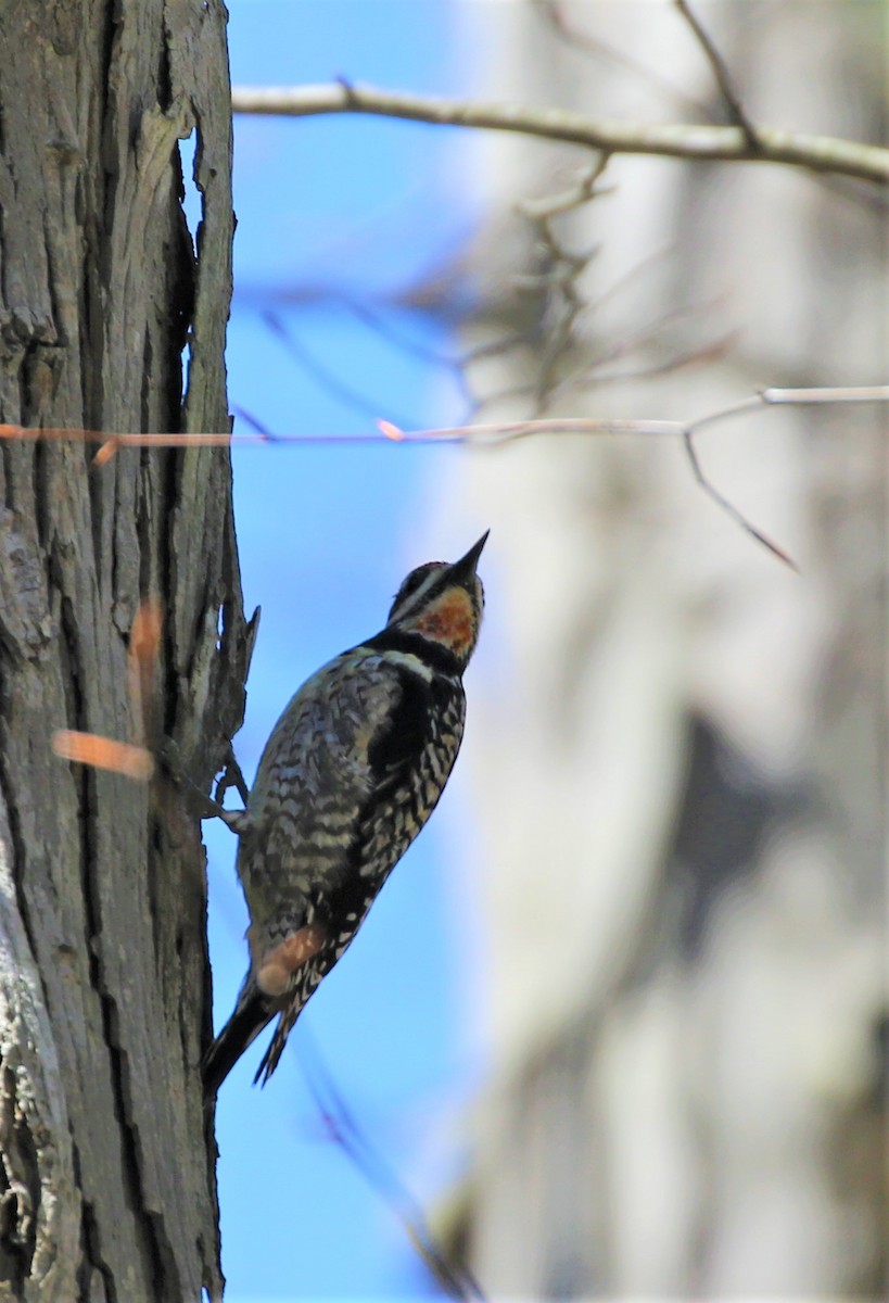 eBird Checklist - 27 Apr 2023 - The Rookery - 39 species