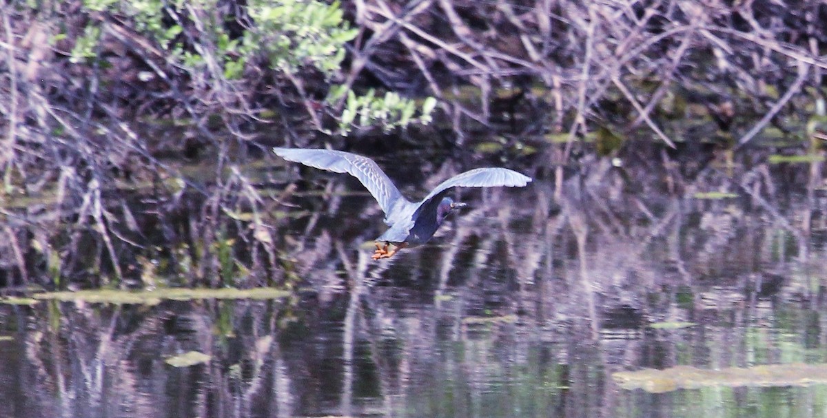 eBird Checklist - 27 Apr 2023 - Mingo Creek County Park - 25 species